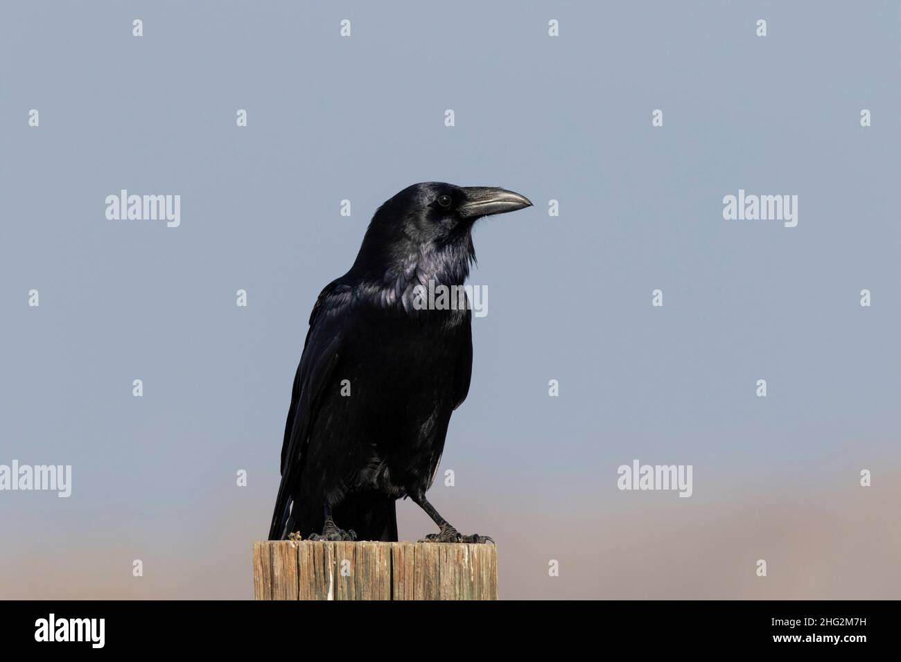 Common Raven, Corvus corax, perched on wooden post in California's San ...
