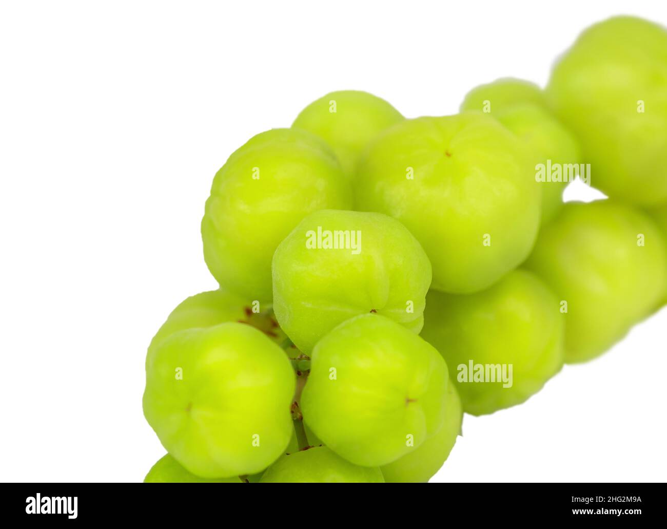 Amla background hi-res stock photography and images - Alamy