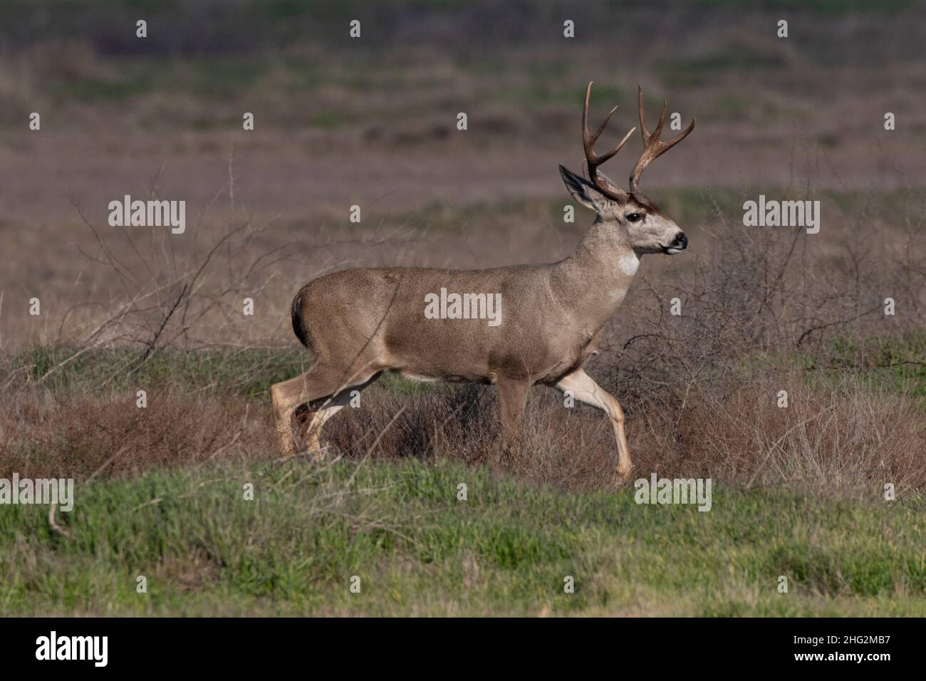 A mature California Mule Deer buck, Odocoileus hemionus californicus ...