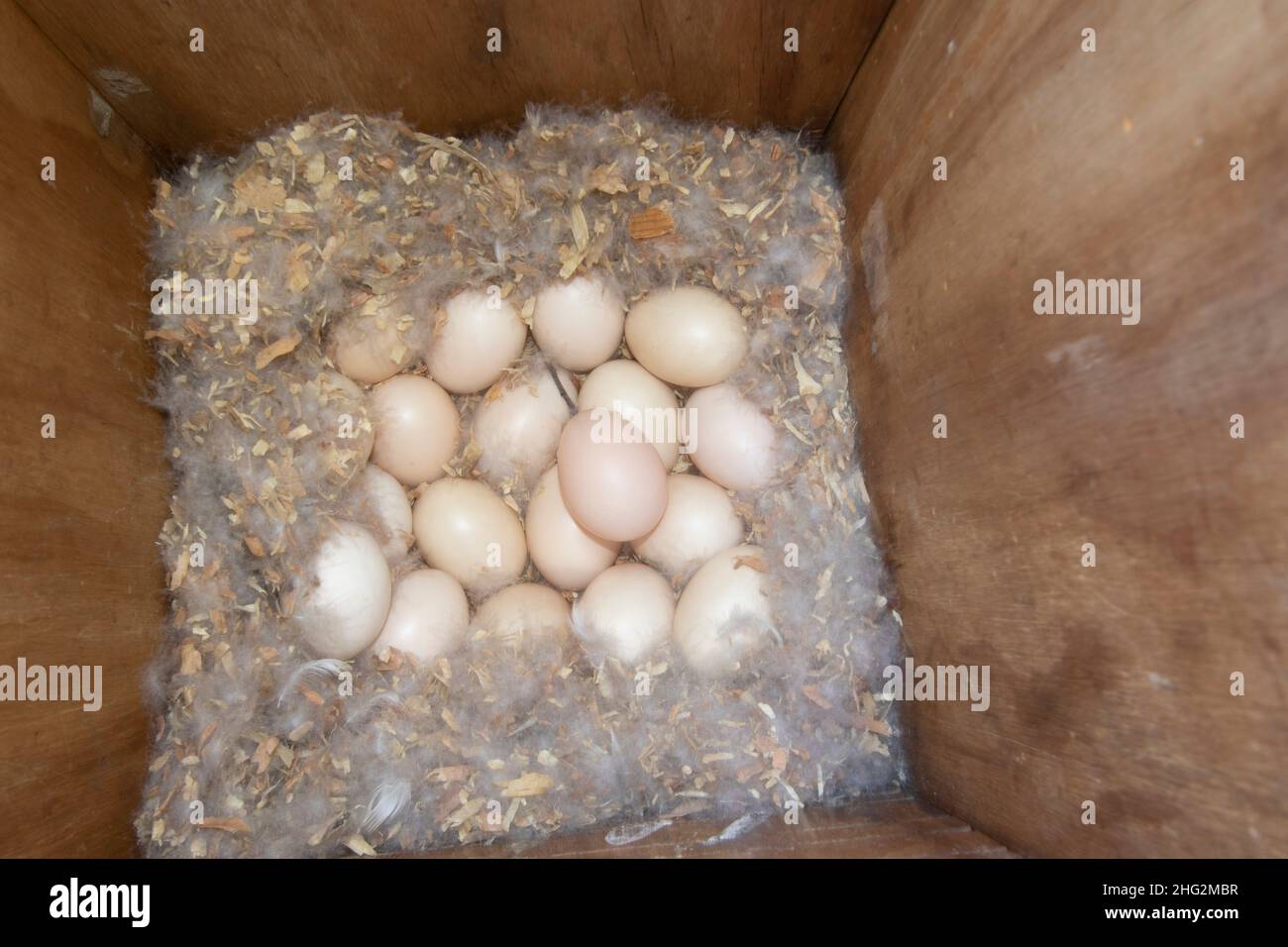 Wood Duck eggs laid in an artificial wooden nest box attached to an oak ...