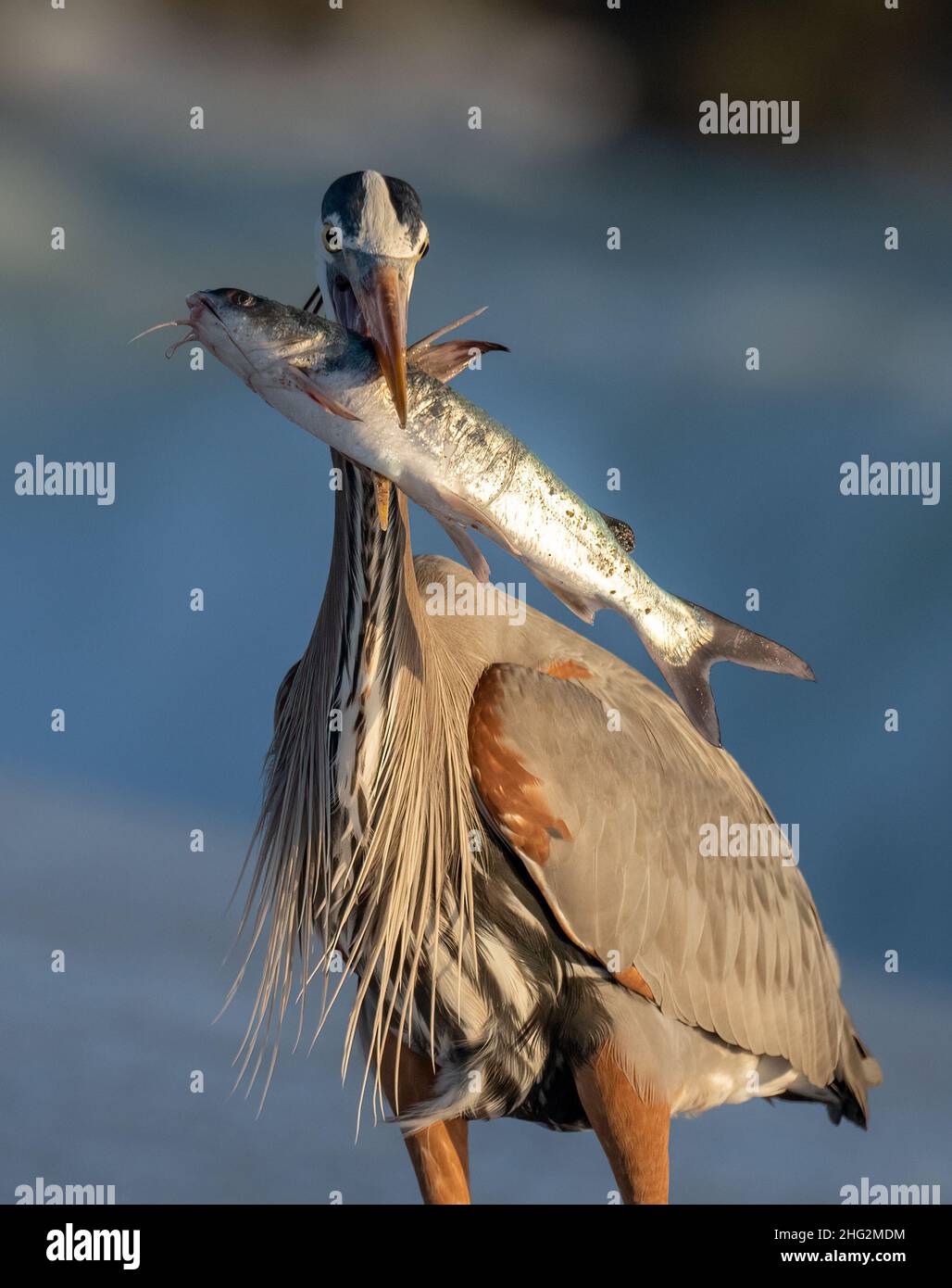 Great blue heron hunting/fishing for snakes and fish in Florida Stock ...