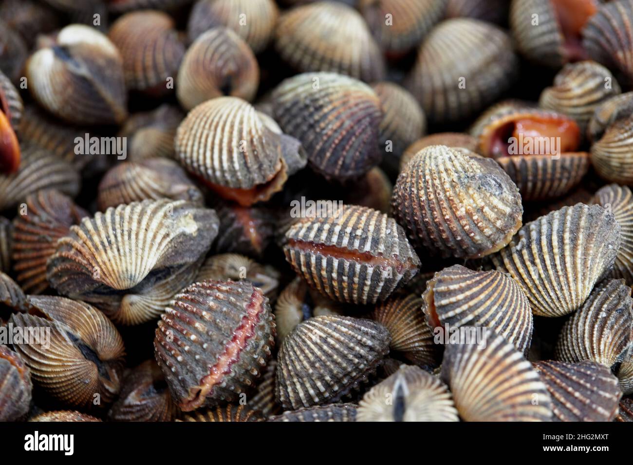 Pile fresh blood cockle hi-res stock photography and images - Alamy