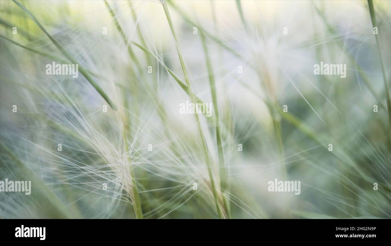 Close up of young green feather grass in the sunlight on a sunny summer ...