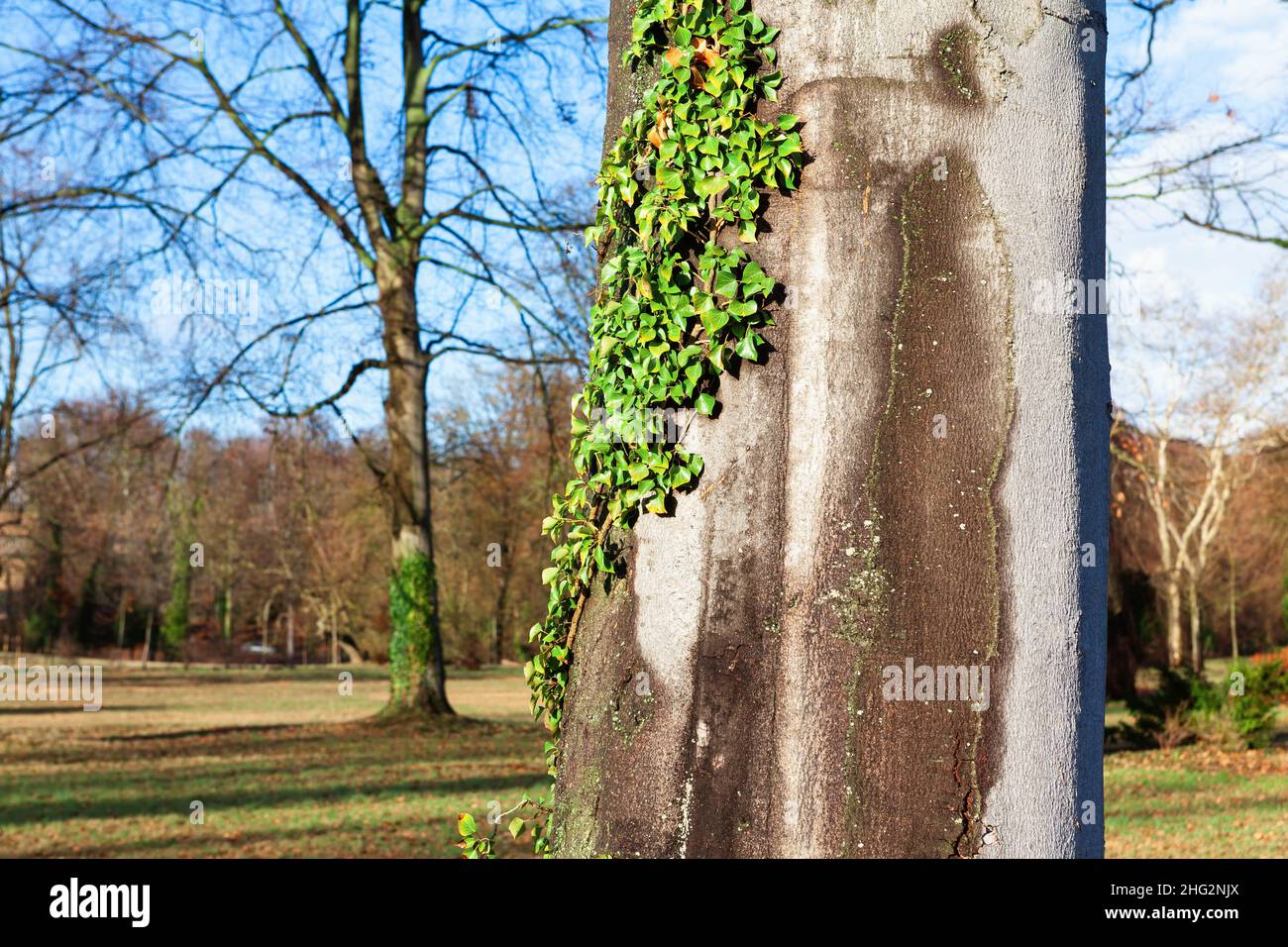 Ivy growing around tree trunk hi-res stock photography and images - Alamy