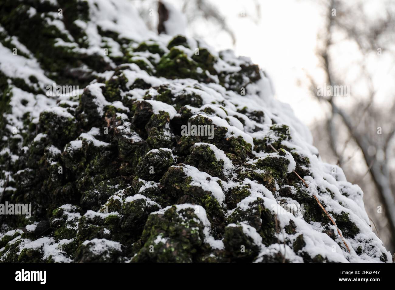 Tree trunk covered with snow Stock Photo - Alamy