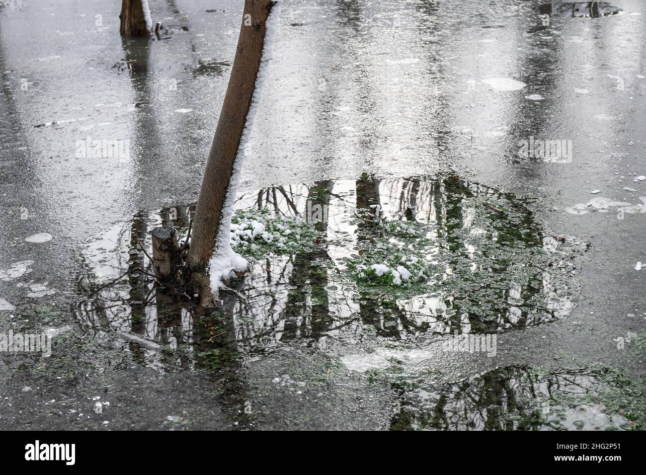 Pond covered with thin ice, closeup Stock Photo - Alamy