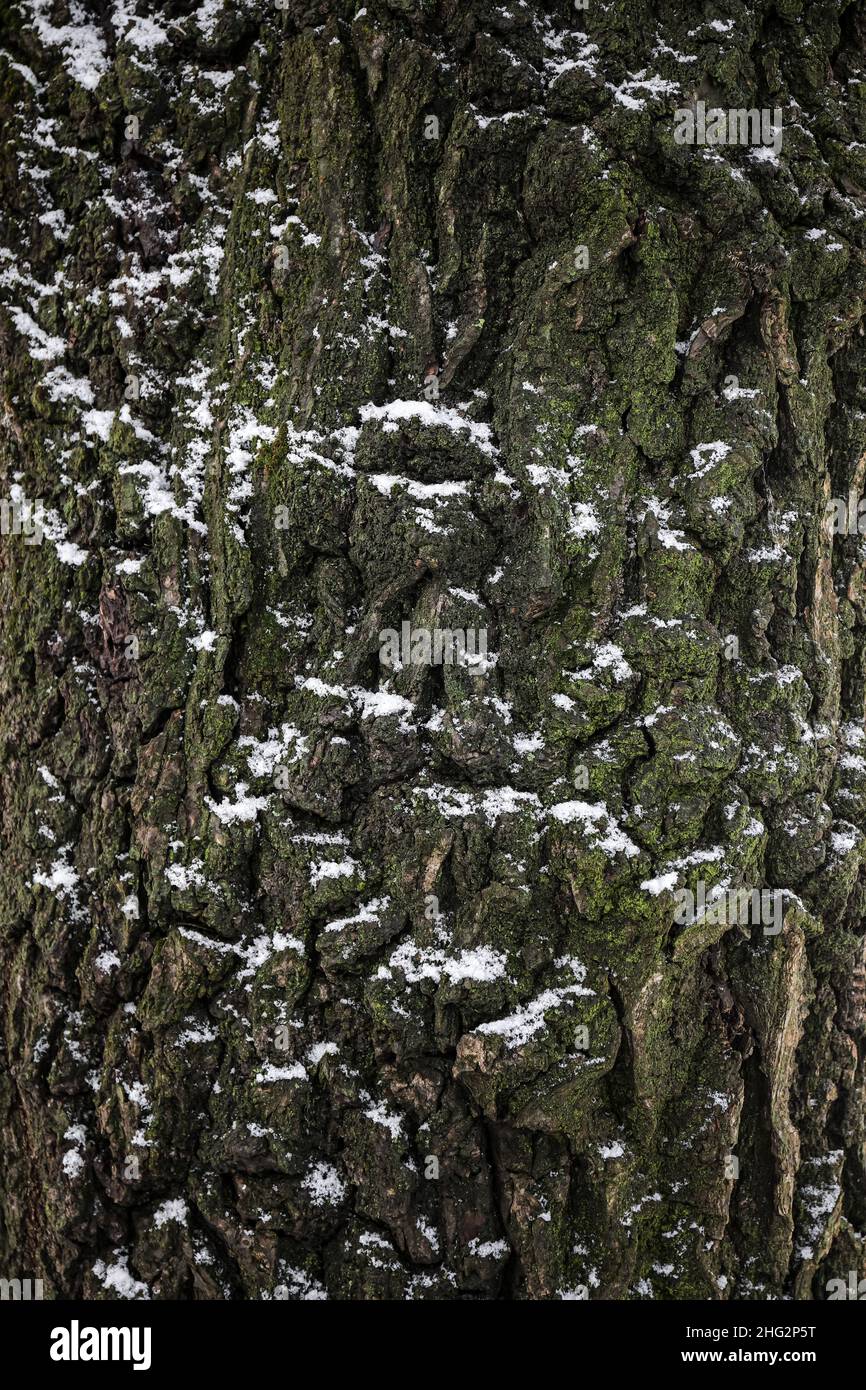 Tree trunk covered with snow Stock Photo - Alamy