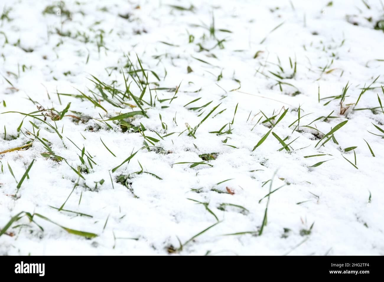Green grass covered with snow, closeup Stock Photo - Alamy