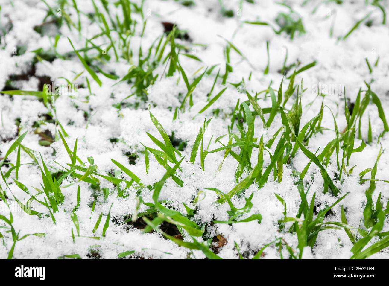 Closeup view of green grass covered with snow Stock Photo - Alamy