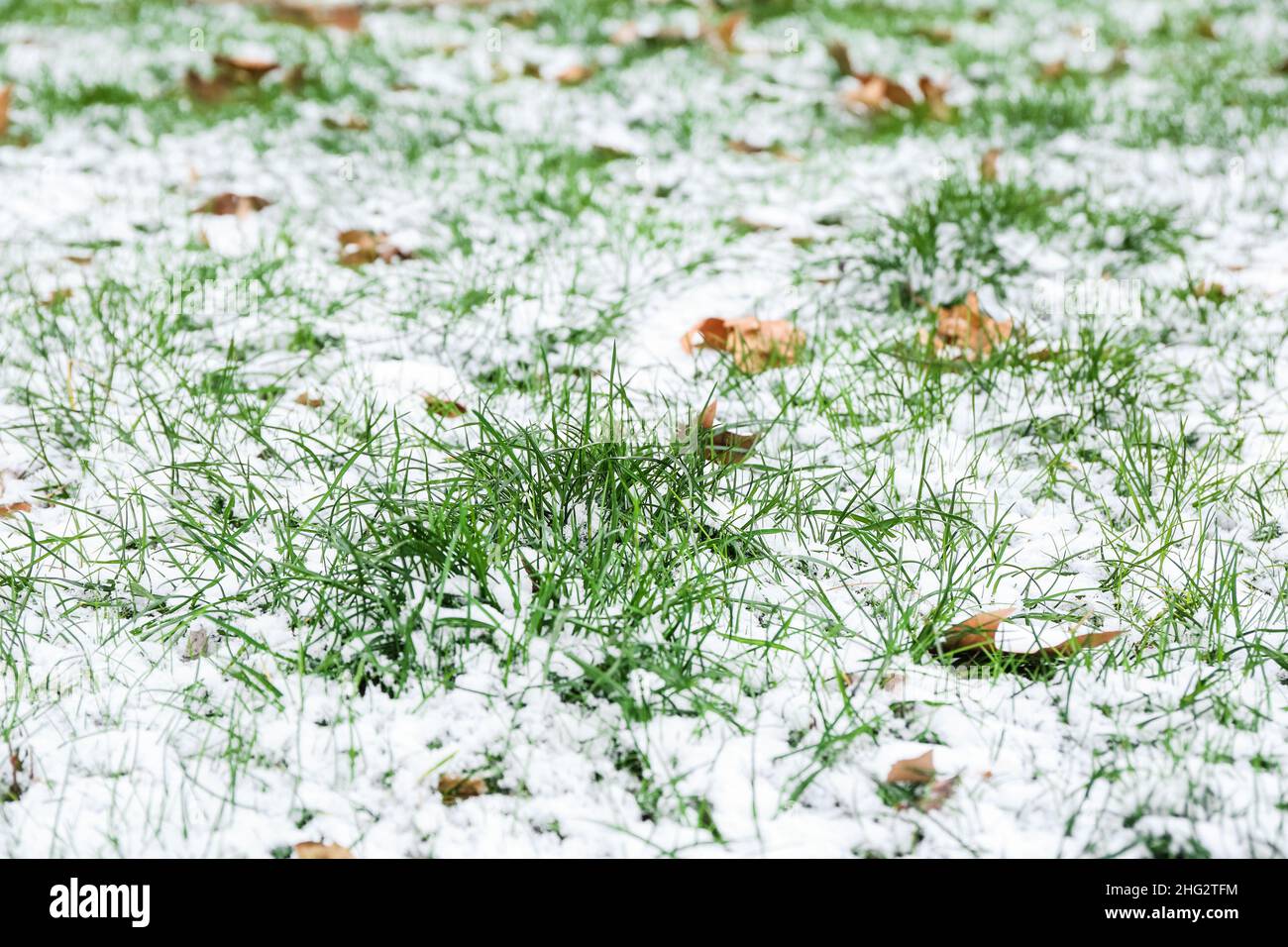 Lawn with snow-covered green grass Stock Photo - Alamy
