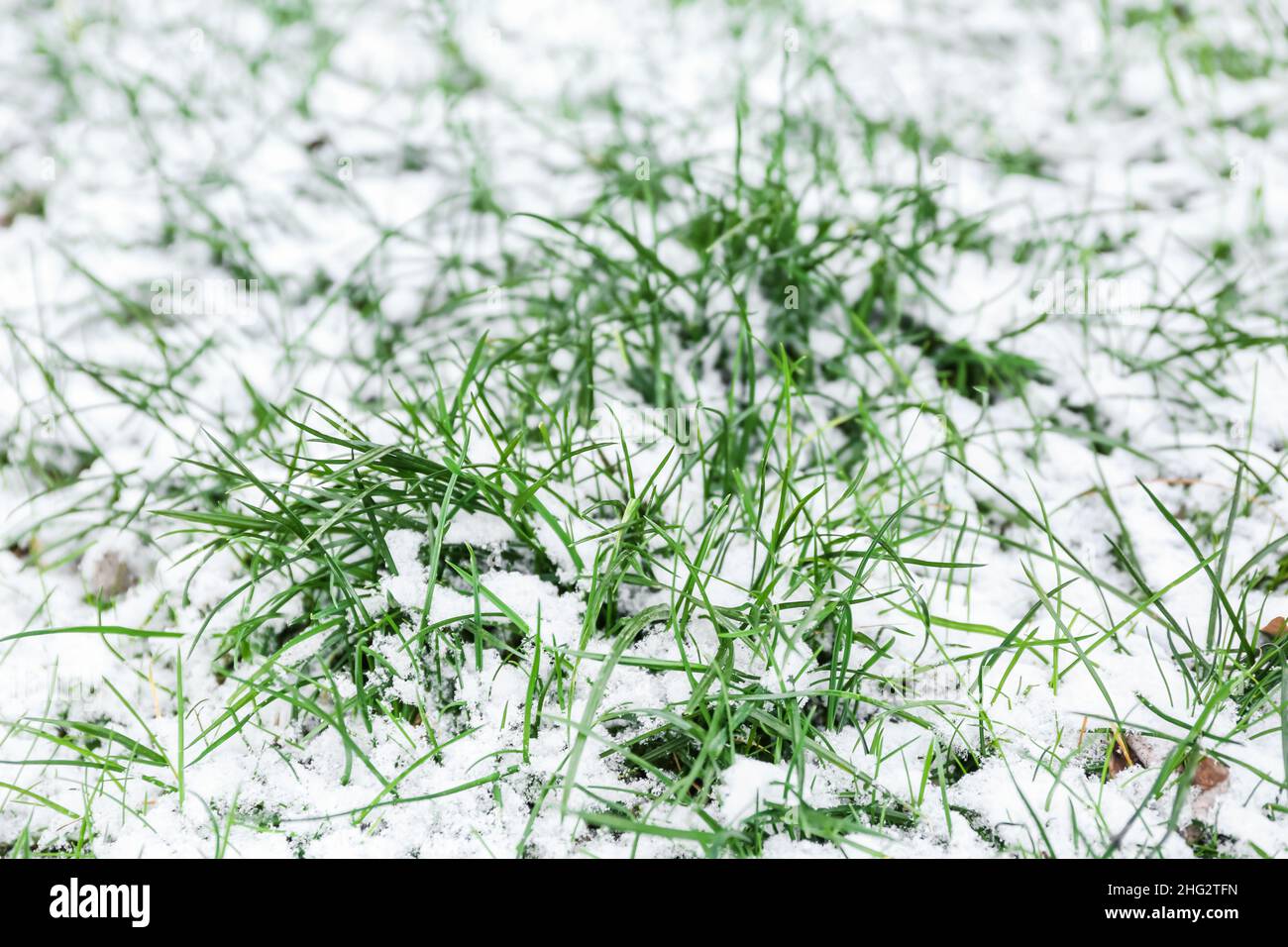 Lawn with snow covered grass Stock Photo - Alamy