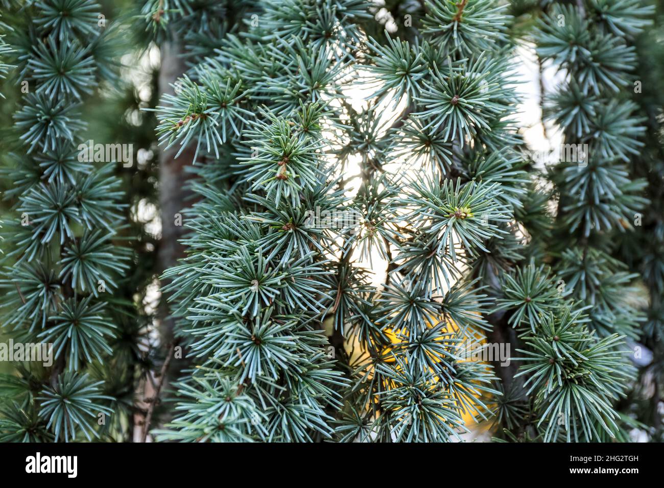 Beautiful fir tree branches on winter day Stock Photo - Alamy