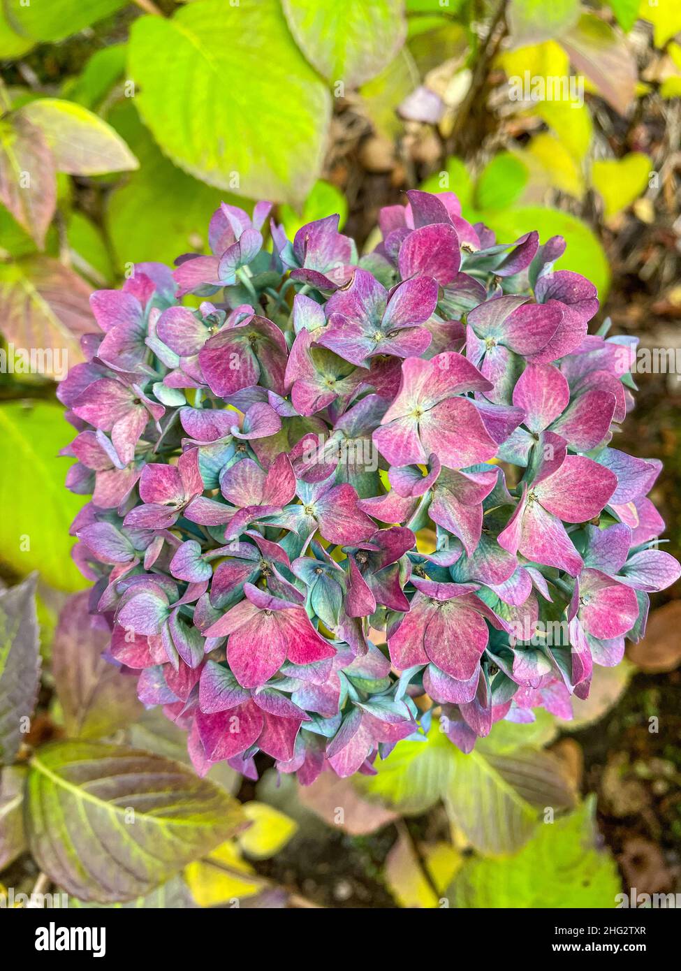 Bigleaf hydrangea (Hydrangea macrophylla) is a species of flowering ...
