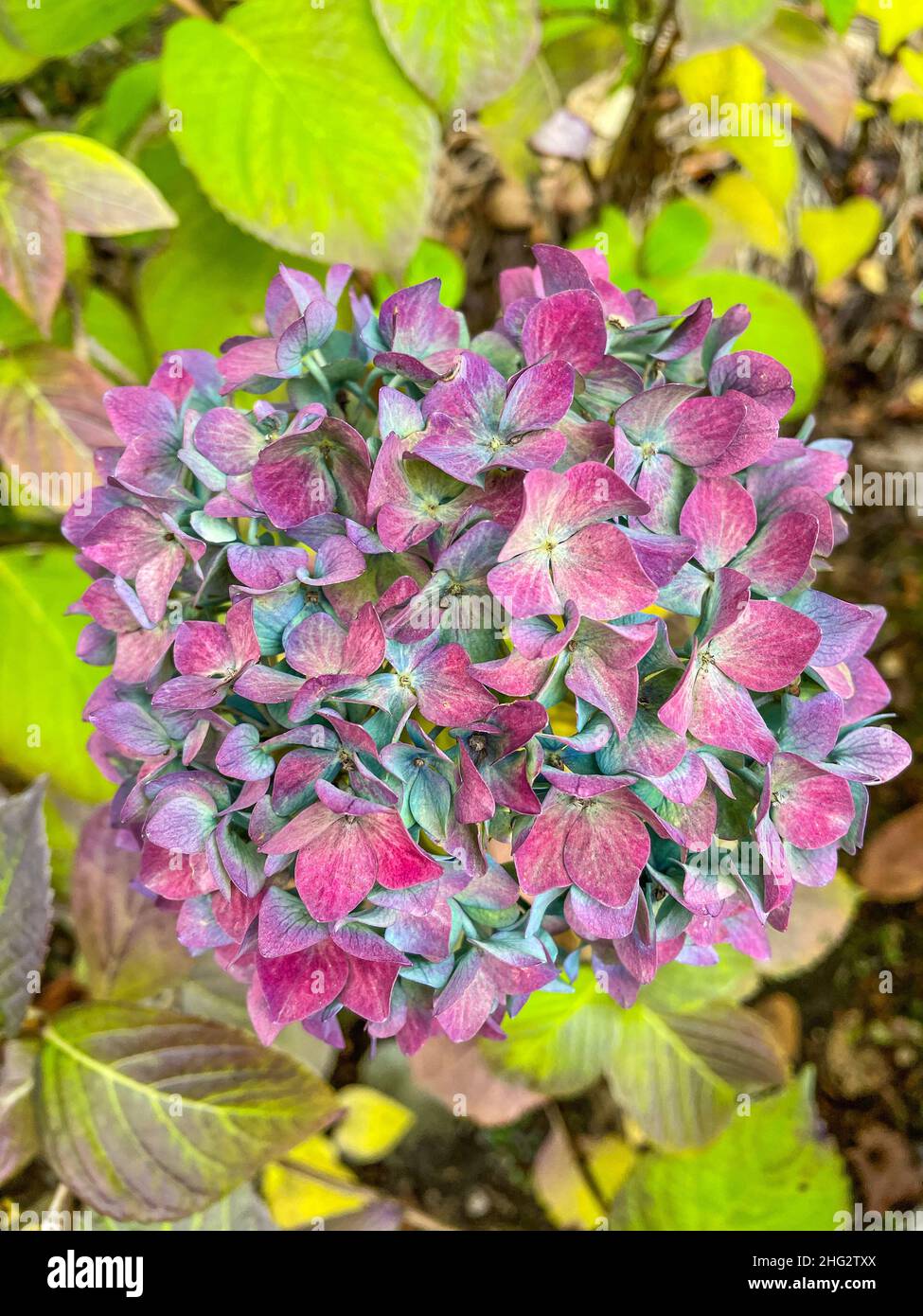 Bigleaf hydrangea (Hydrangea macrophylla) is a species of flowering ...