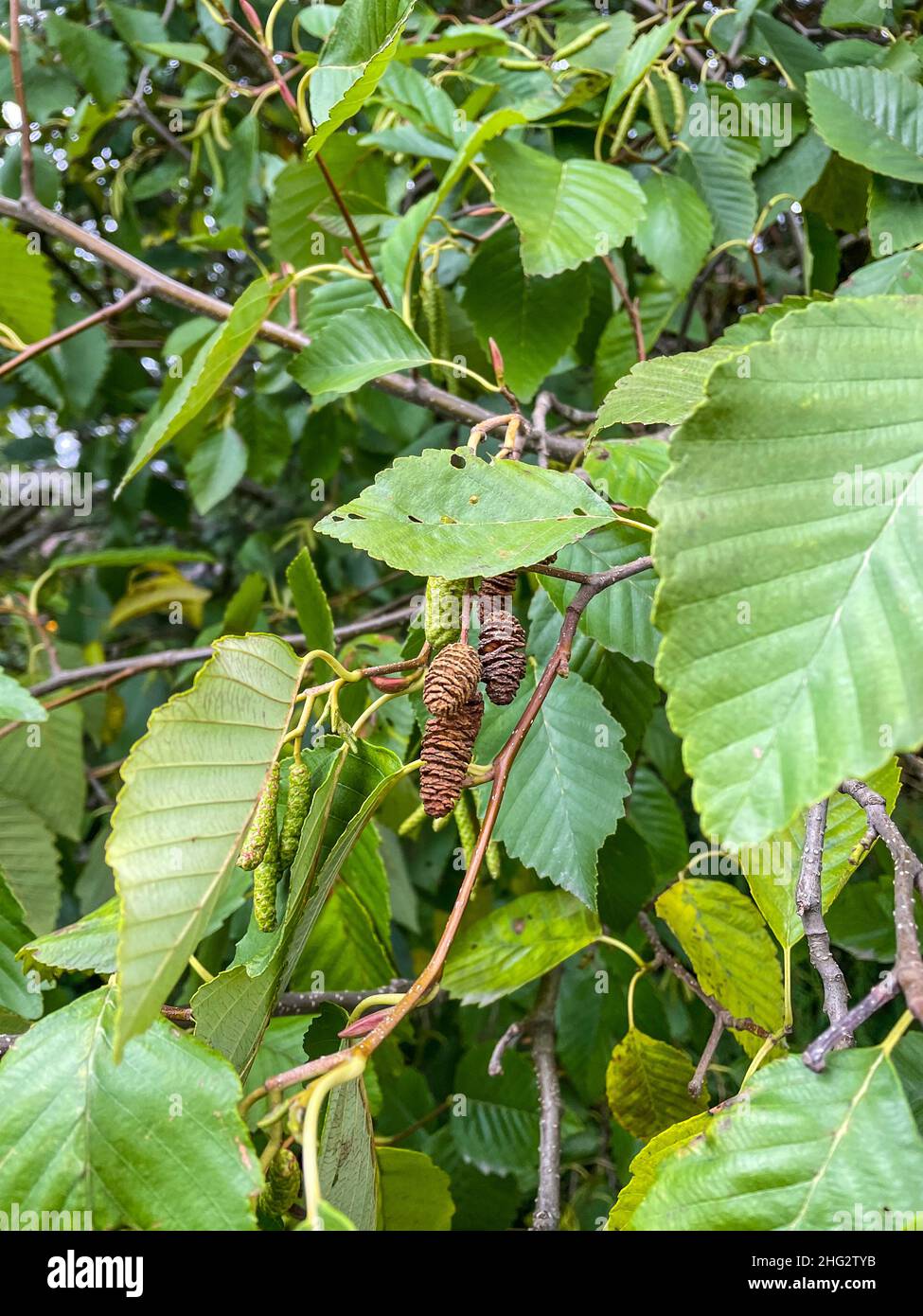 Grey alder (Alnus incana) is a species of tree in the birch family ...