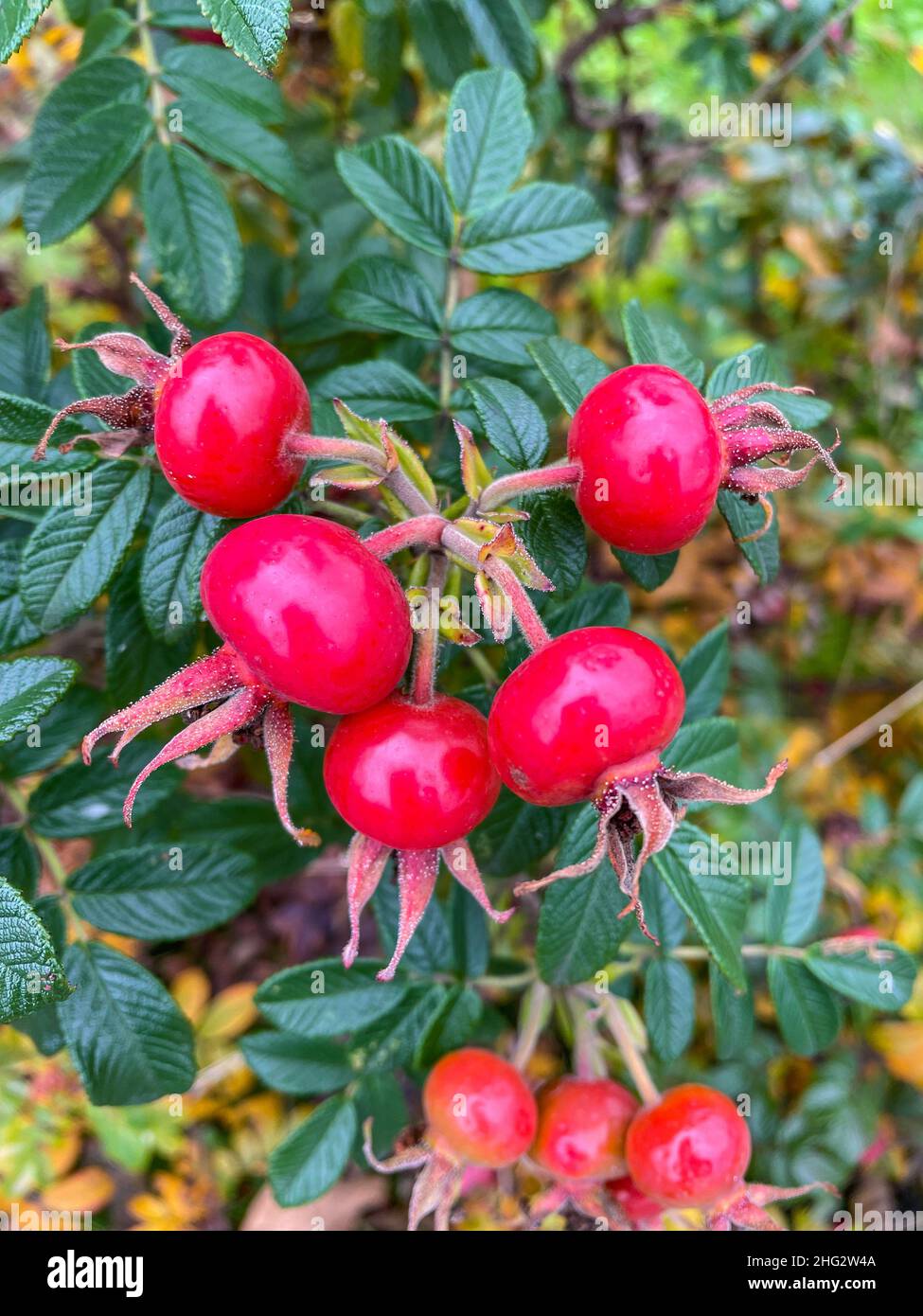 Japanese rose (Rosa rugosa) is a species of rose native to eastern Asia ...