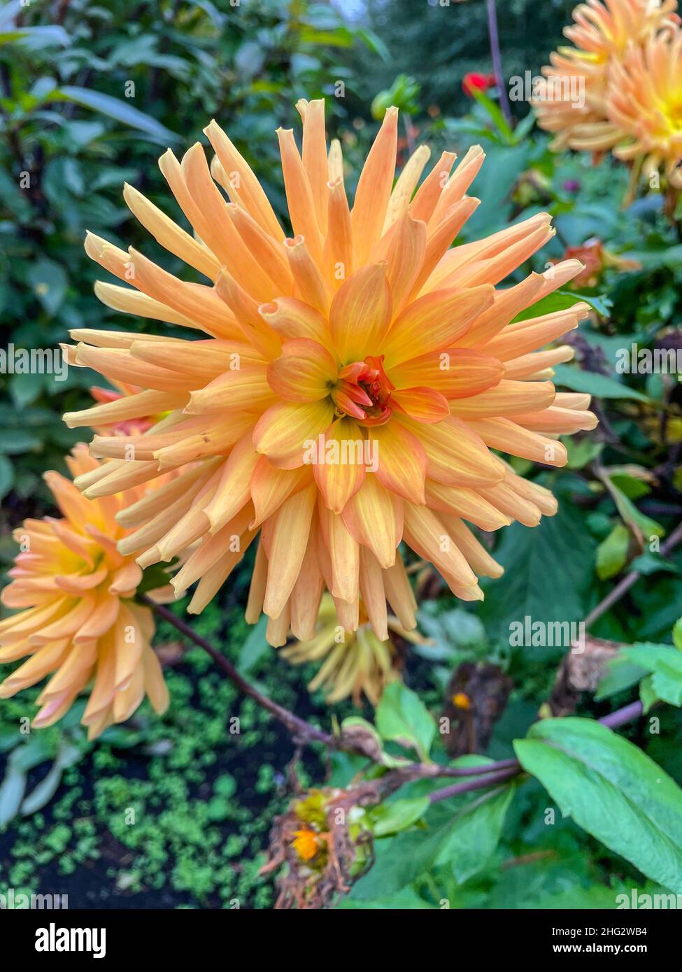 Perennial plants native to mexico hi-res stock photography and images ...