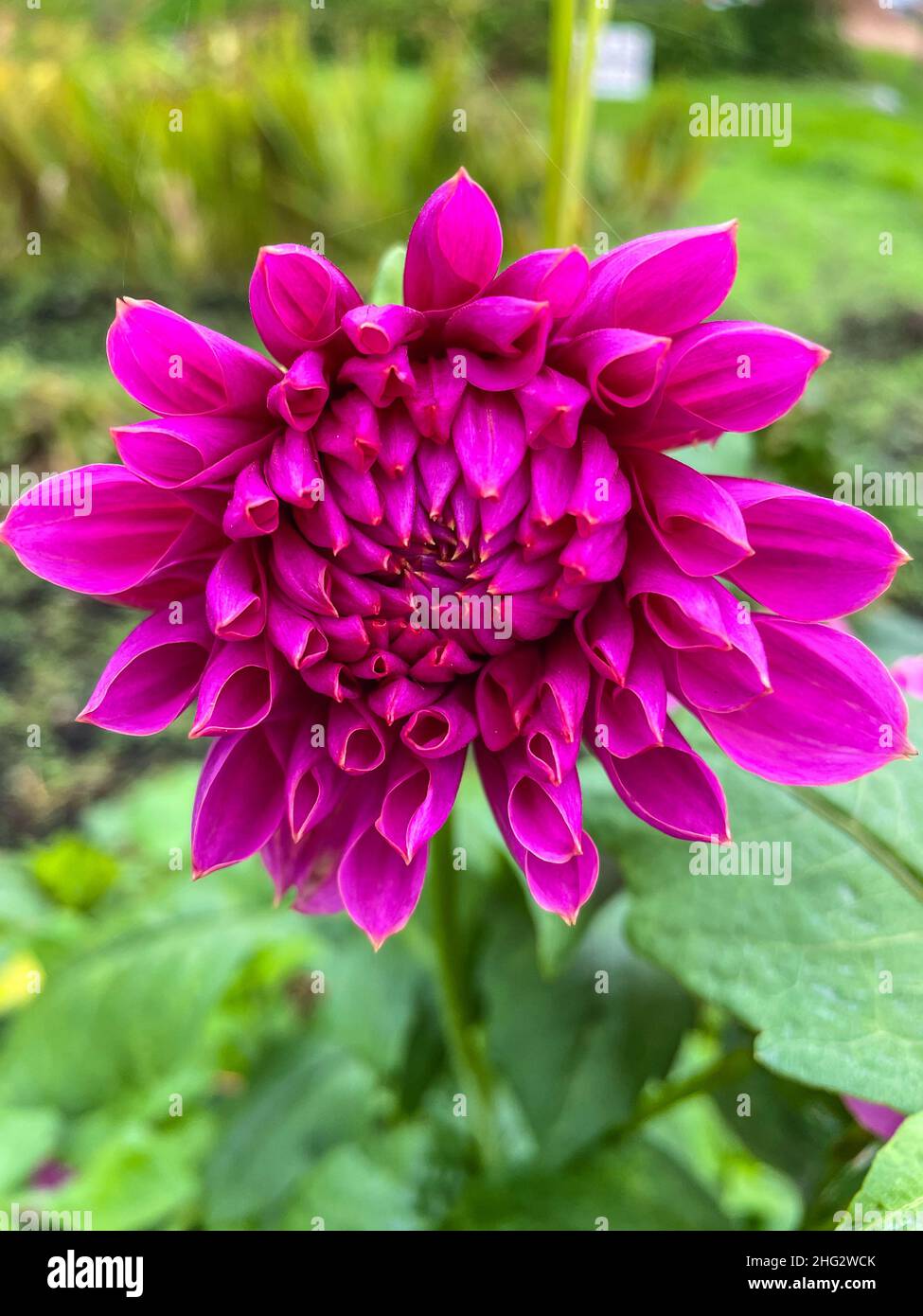 Perennial plants native to mexico hi-res stock photography and images ...