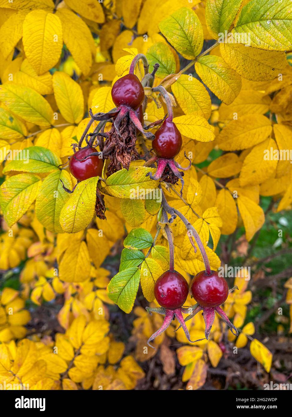 Japanese rose (Rosa rugosa) is a species of rose native to eastern Asia ...