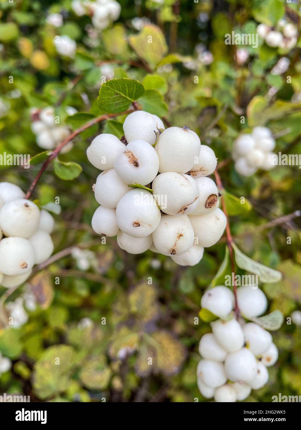 Common snowberry (Symphoricarpos albus) is a species of flowering plant ...