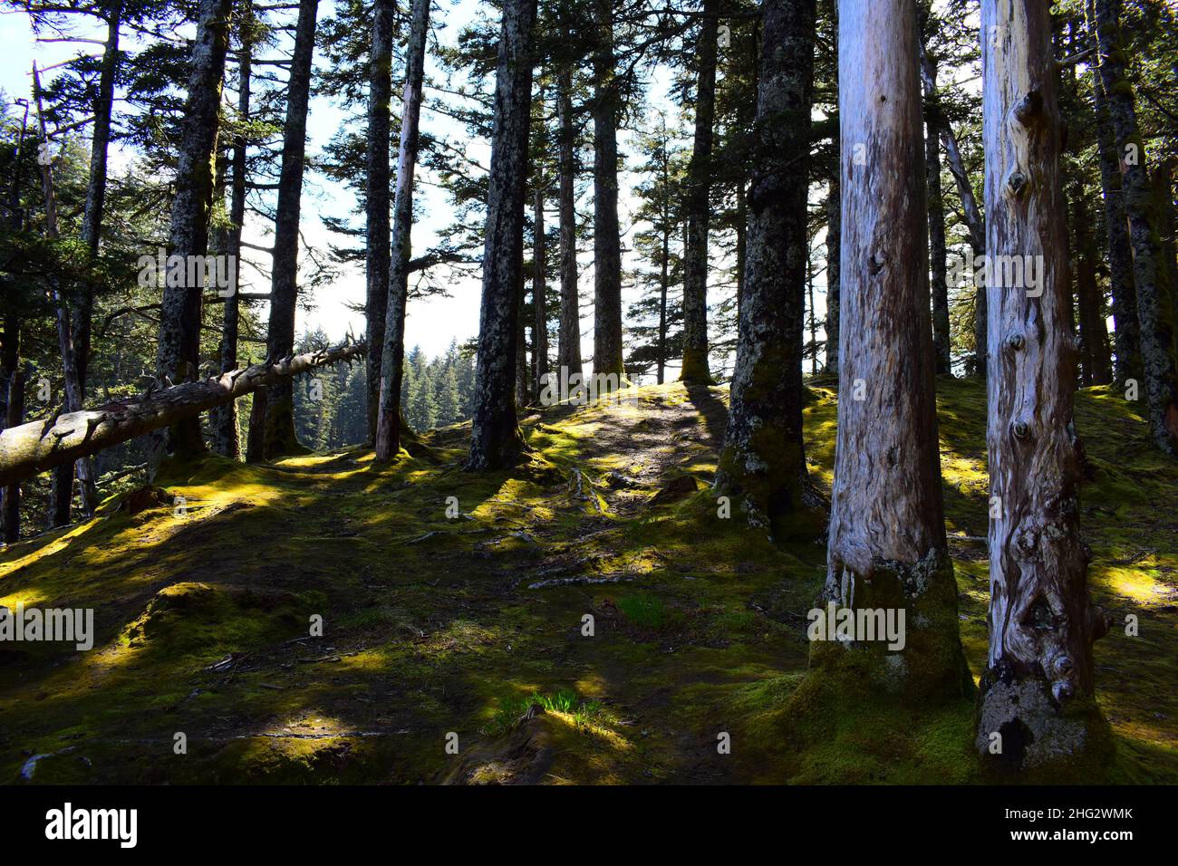 Forest on kodiak island hi-res stock photography and images - Alamy