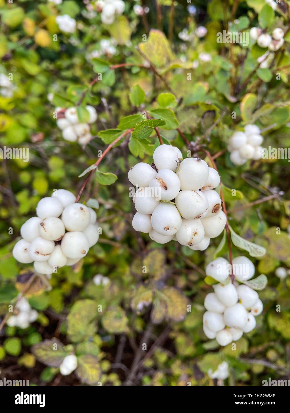 Common snowberry (Symphoricarpos albus) is a species of flowering plant ...