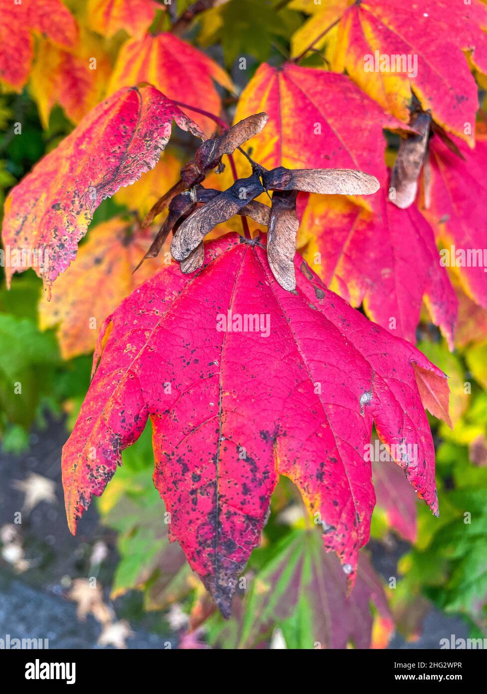 Maple trees in fall colors in a bellevue garden hi-res stock ...