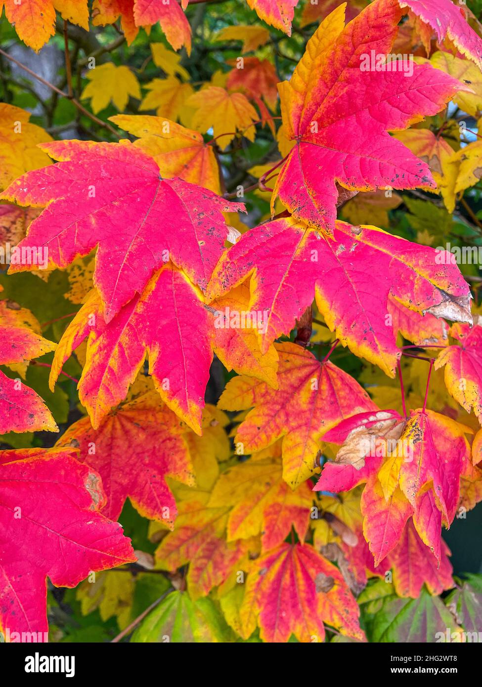 Fall colors in Lake Hills neighborhood in Bellevue, WA Stock Photo - Alamy