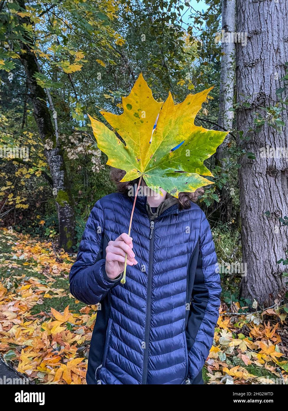 Bigleaf maple (Acer macrophyllum) is a large deciduous tree in the ...