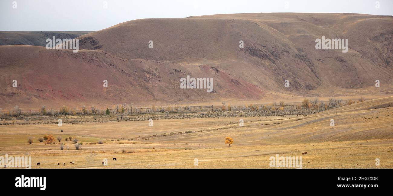Panoramic shot of the desert steppe surrounded by high hills. Kurai ...
