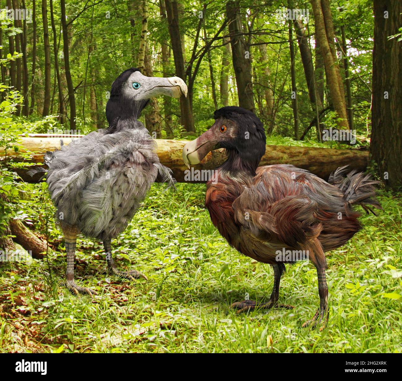 An illustration of a male and female Dodo Birds in a forest.The dodo ...
