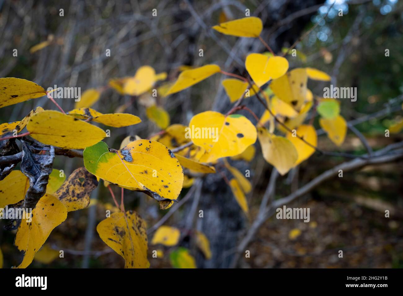 Hiking fall forest hi-res stock photography and images - Alamy
