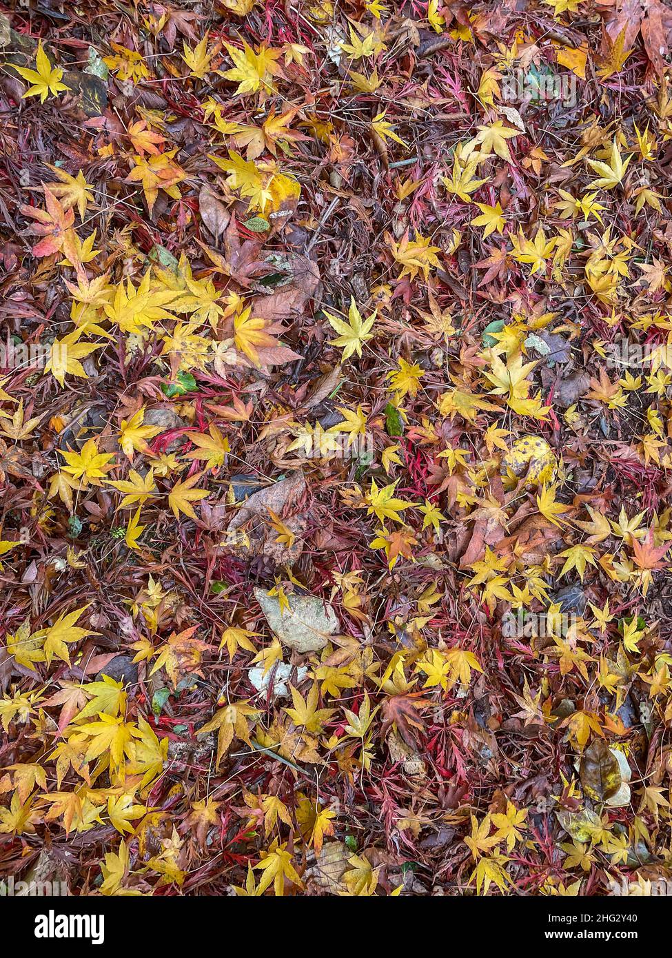 Colorful maple leaves in fall colors on the ground Stock Photo - Alamy