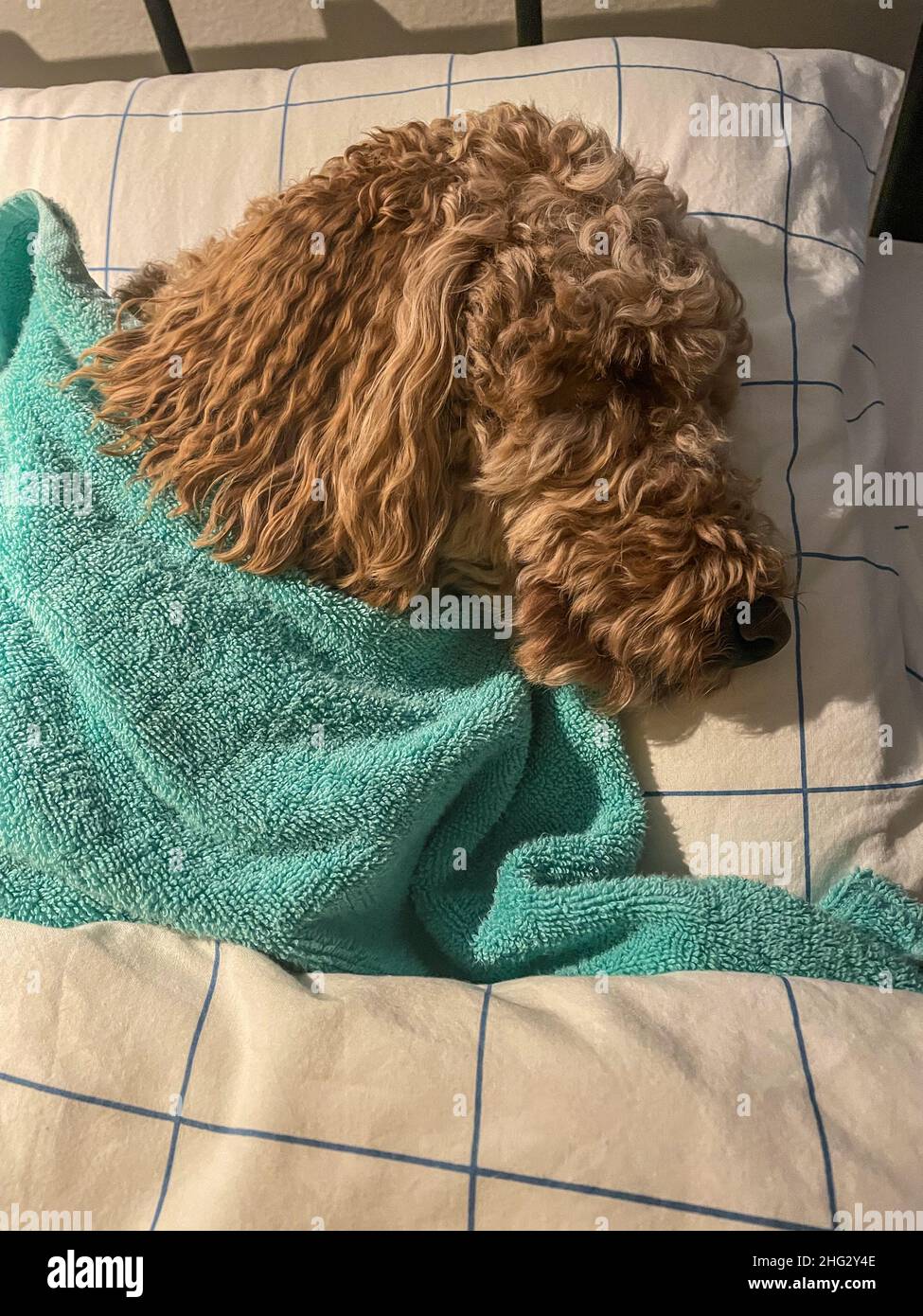 Australian Labradoodle is a mix between the Labrador Retriever, Poodle ...