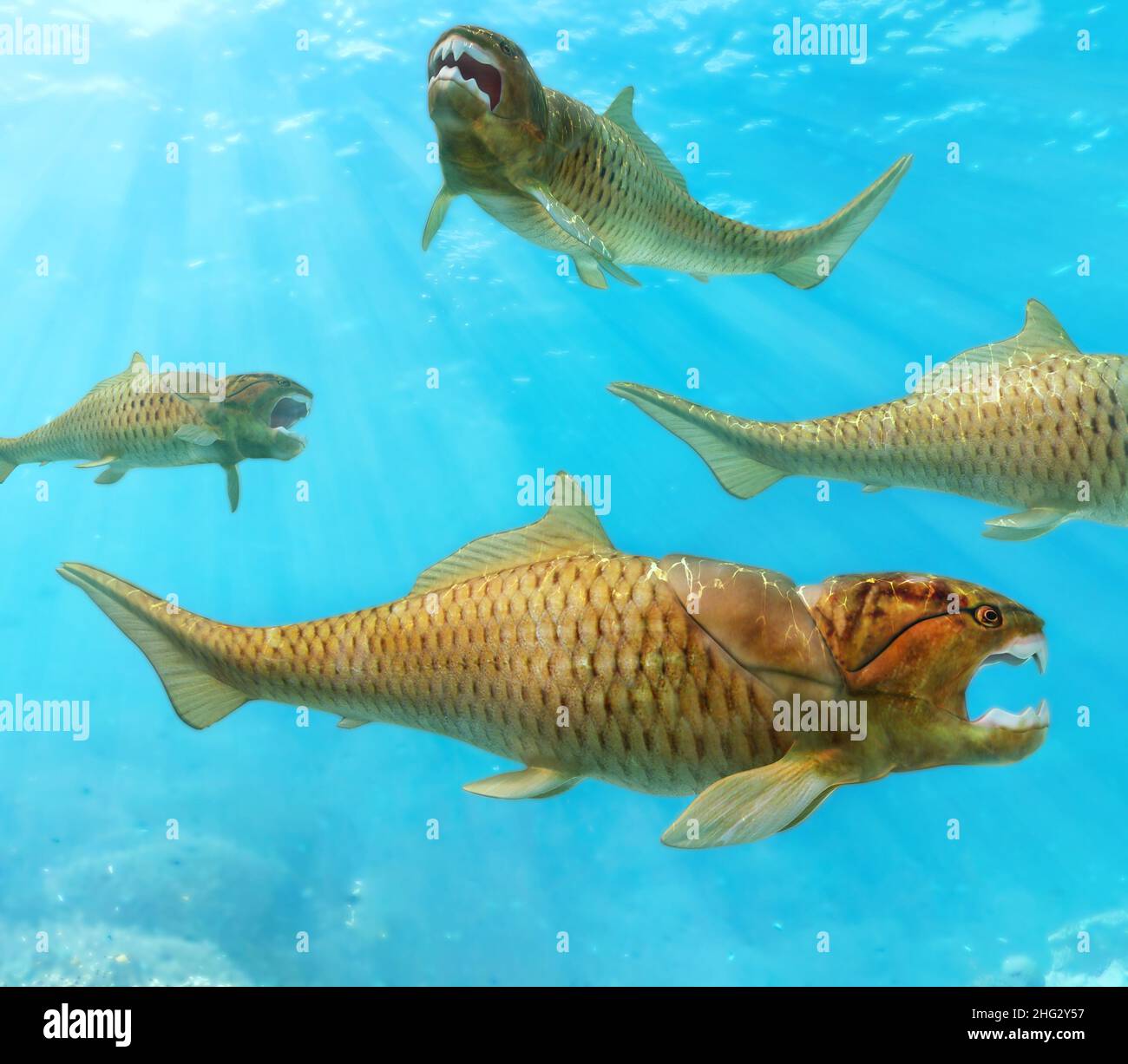 An illustration of a group of Dunkleosteus circling in search of prey ...