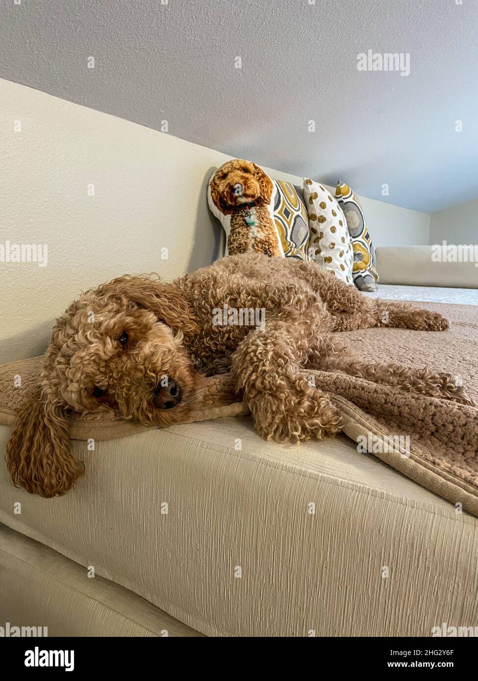 Australian Labradoodle is a mix between the Labrador Retriever, Poodle ...