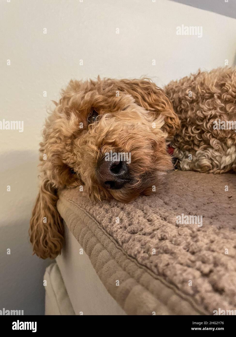 Australian Labradoodle is a mix between the Labrador Retriever, Poodle ...