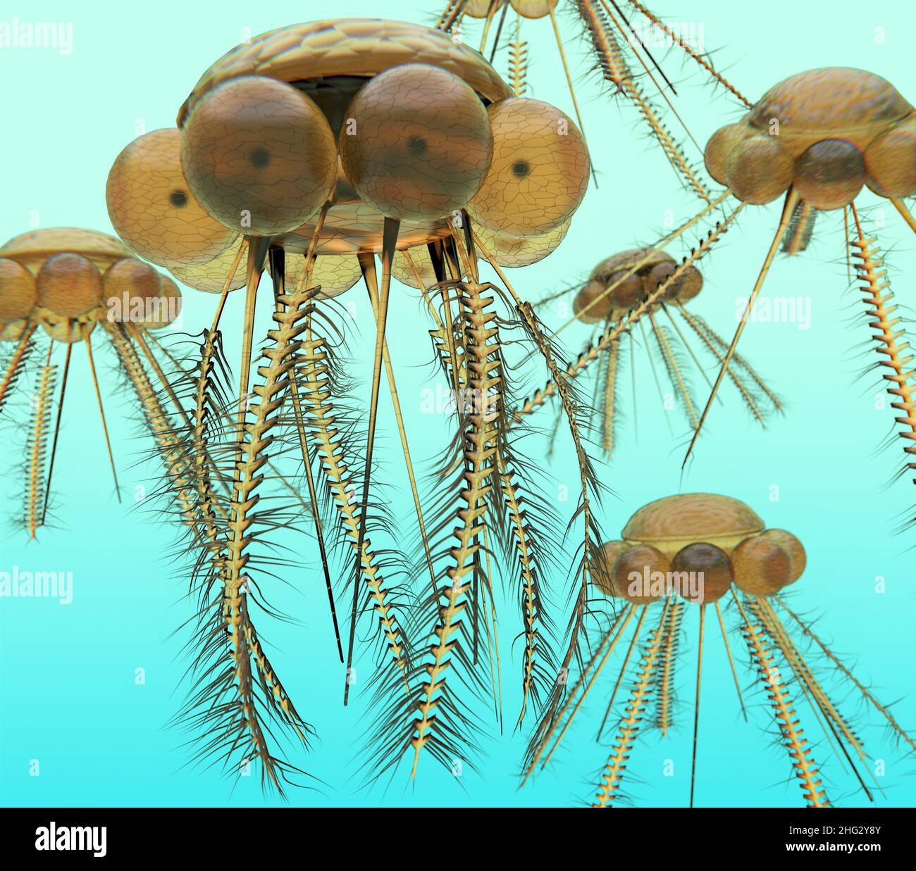 An illustration of the small extinct marine animal Graptolites. They ...