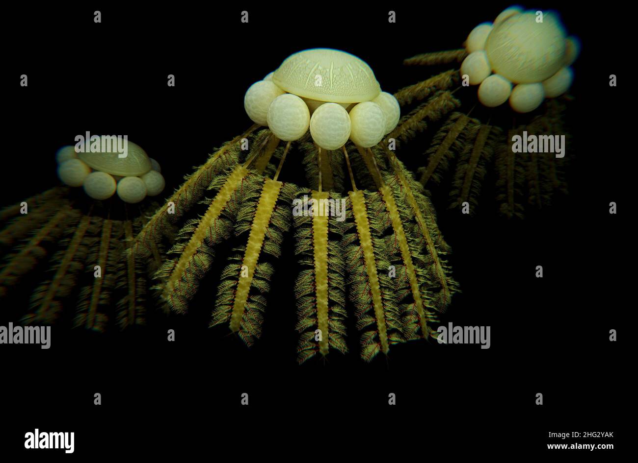 A 3-D computer illustration of colonies of the tiny extinct marine ...