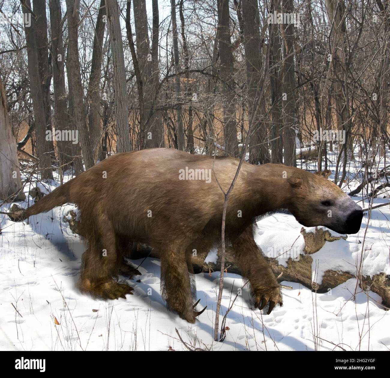 Giant ground sloth megalonyx hi-res stock photography and images - Alamy