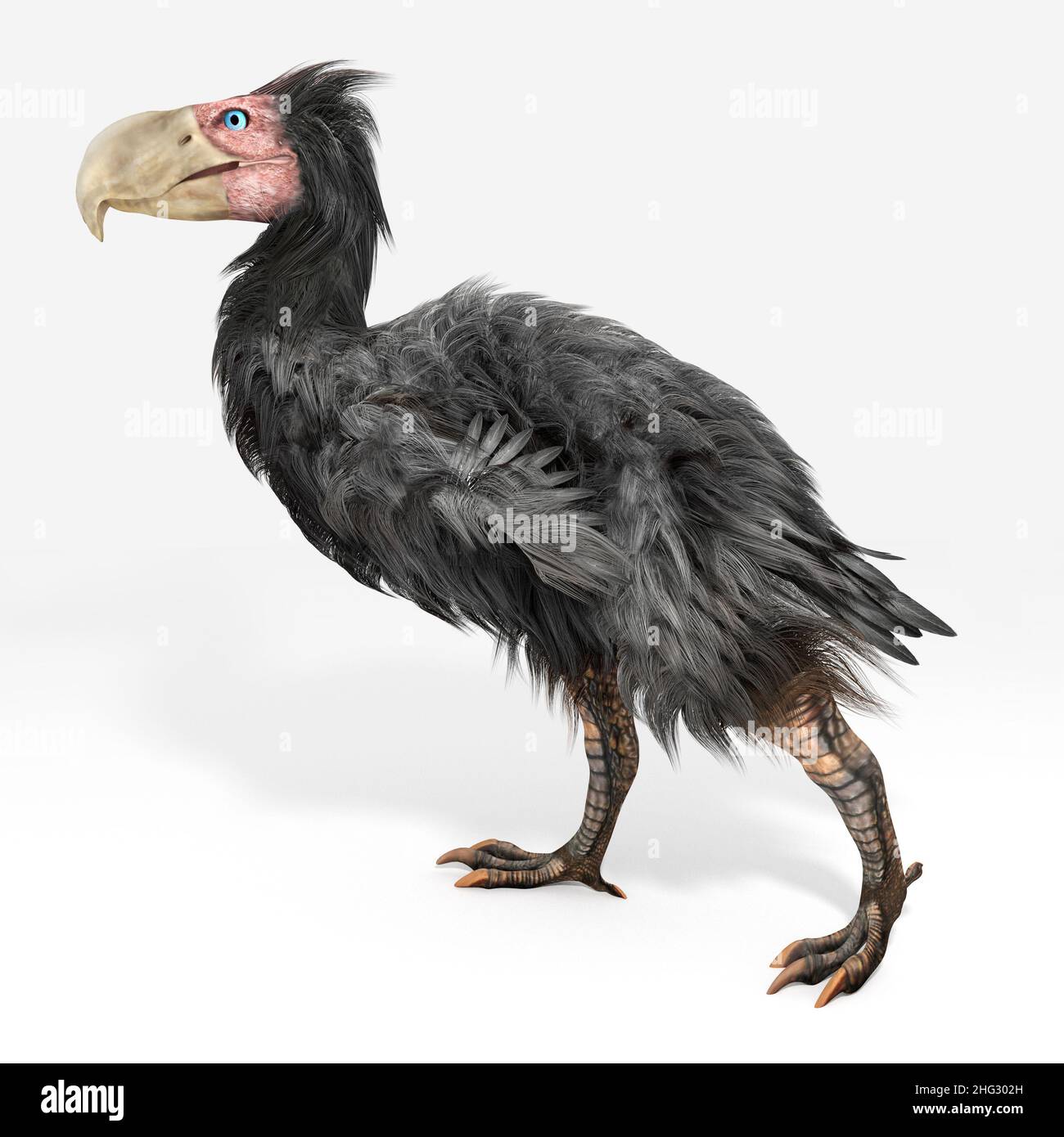 An illustration of Gastornis, an extinct genus of large flightless ...
