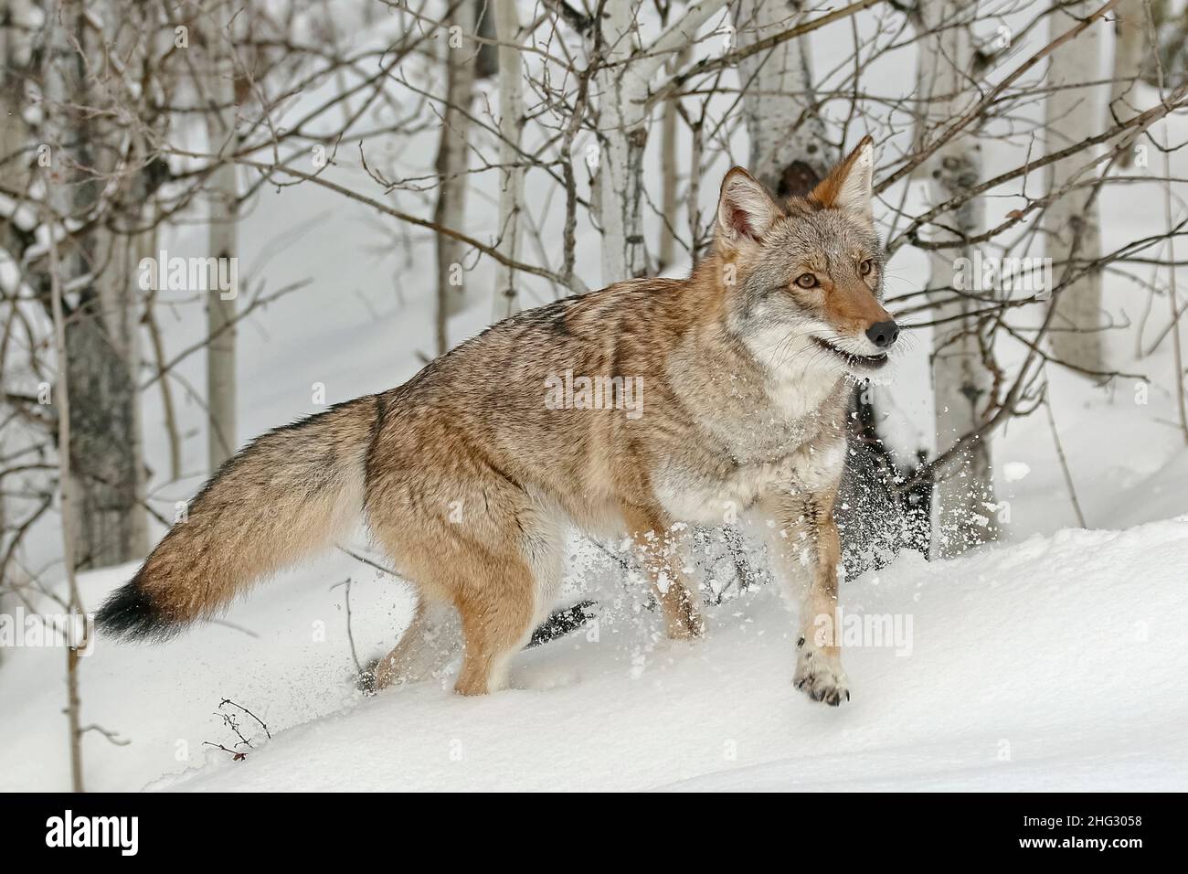Hunting dog with winter coat in the snow hi-res stock photography and ...