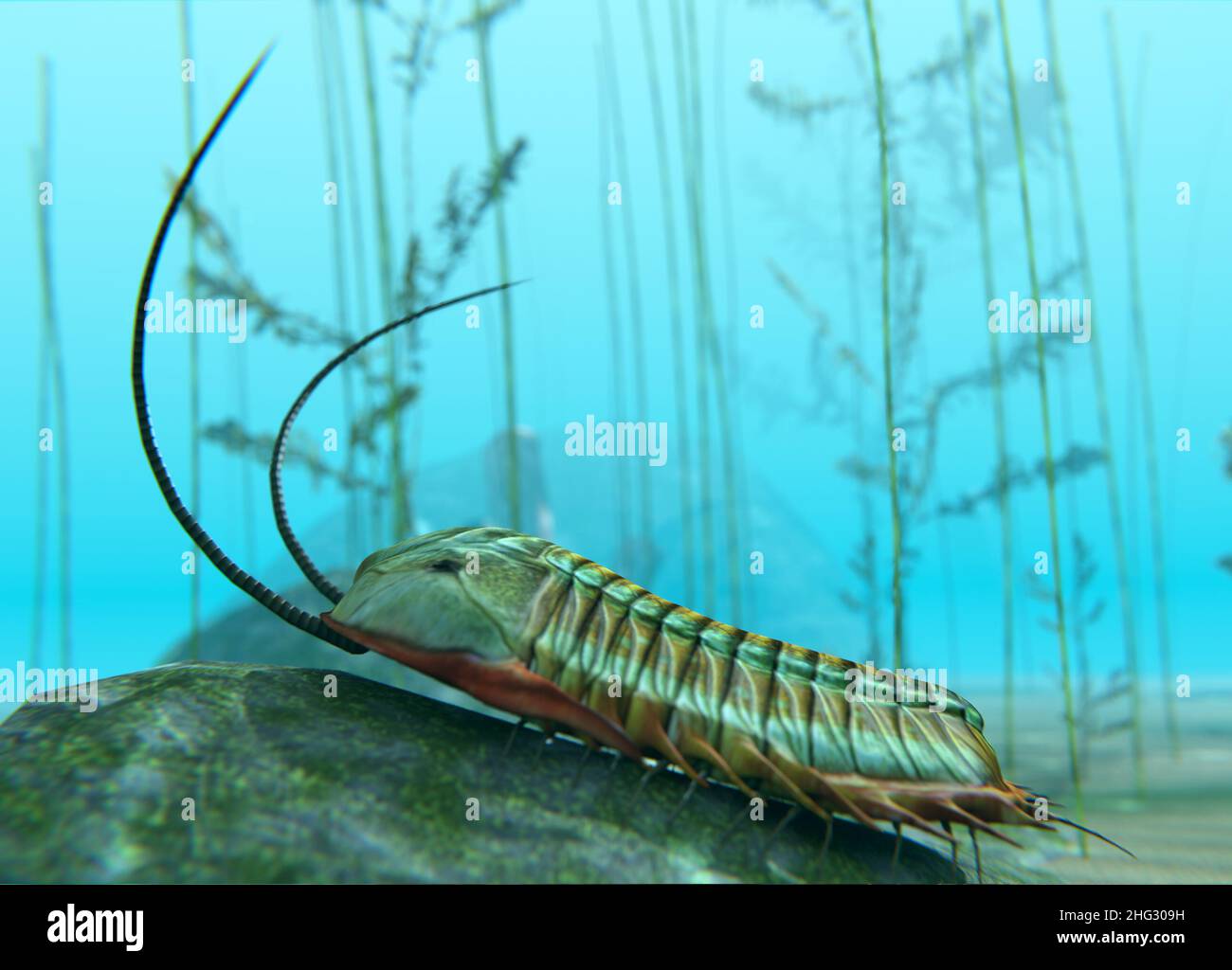 An illustration of a Trilobite moving about on a Cambrian Period (400 ...