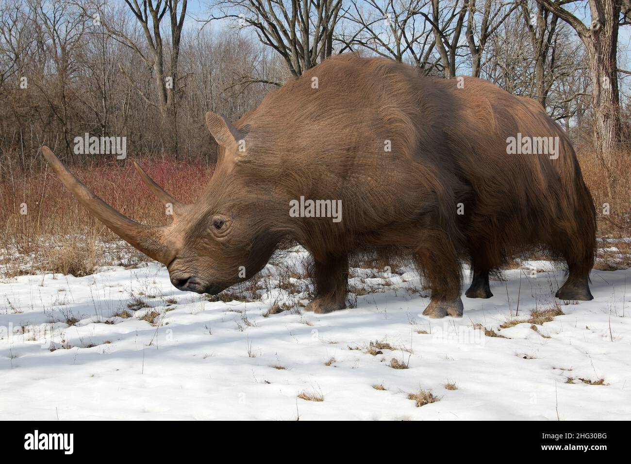 An illustration of the extinct Woolly Rhinoceros slowing making his way ...