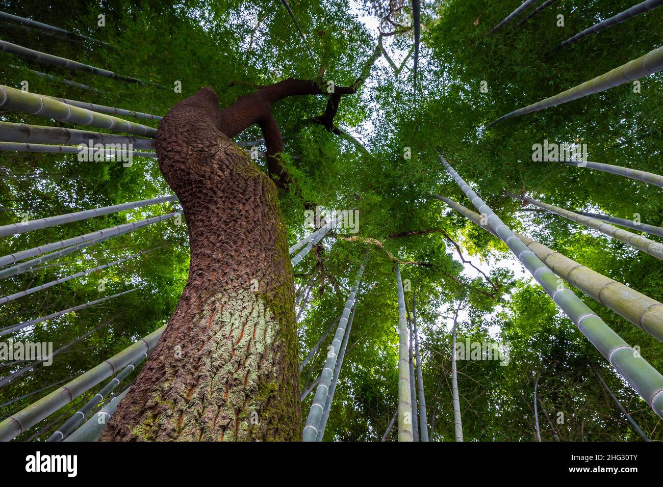 bamboo forest coexistence Stock Photo - Alamy