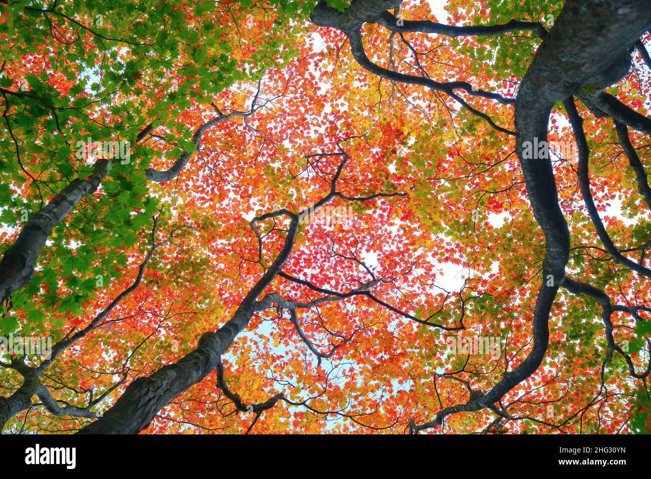 Japanese Fall Foliage Stock Photo - Alamy