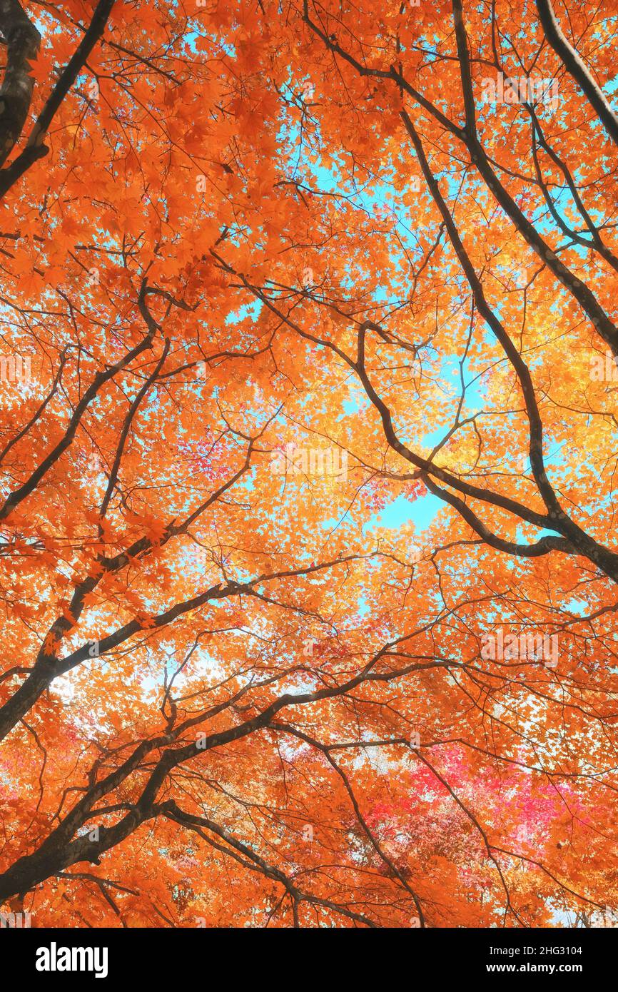 Vertical shot beautiful japanese hi-res stock photography and images ...