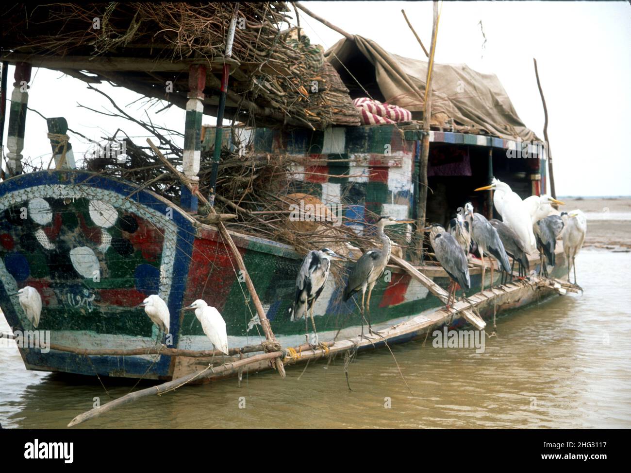 Fishing birds kept by the Mohana boat people of the Indus, Sukkur ...