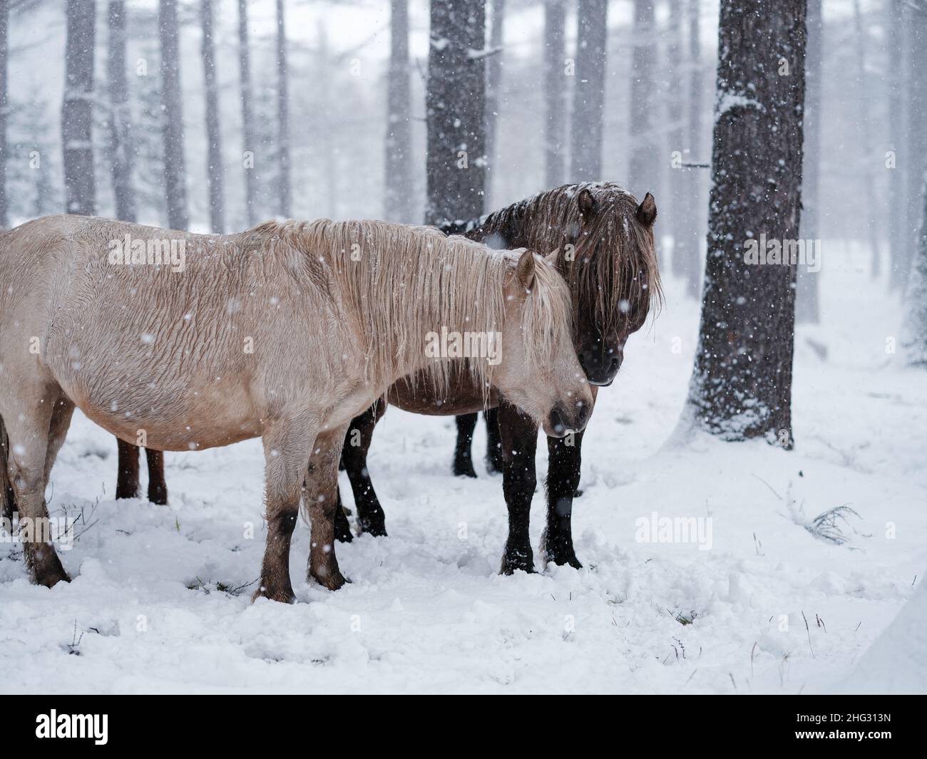Dosanko Horse in Winter Stock Photo - Alamy