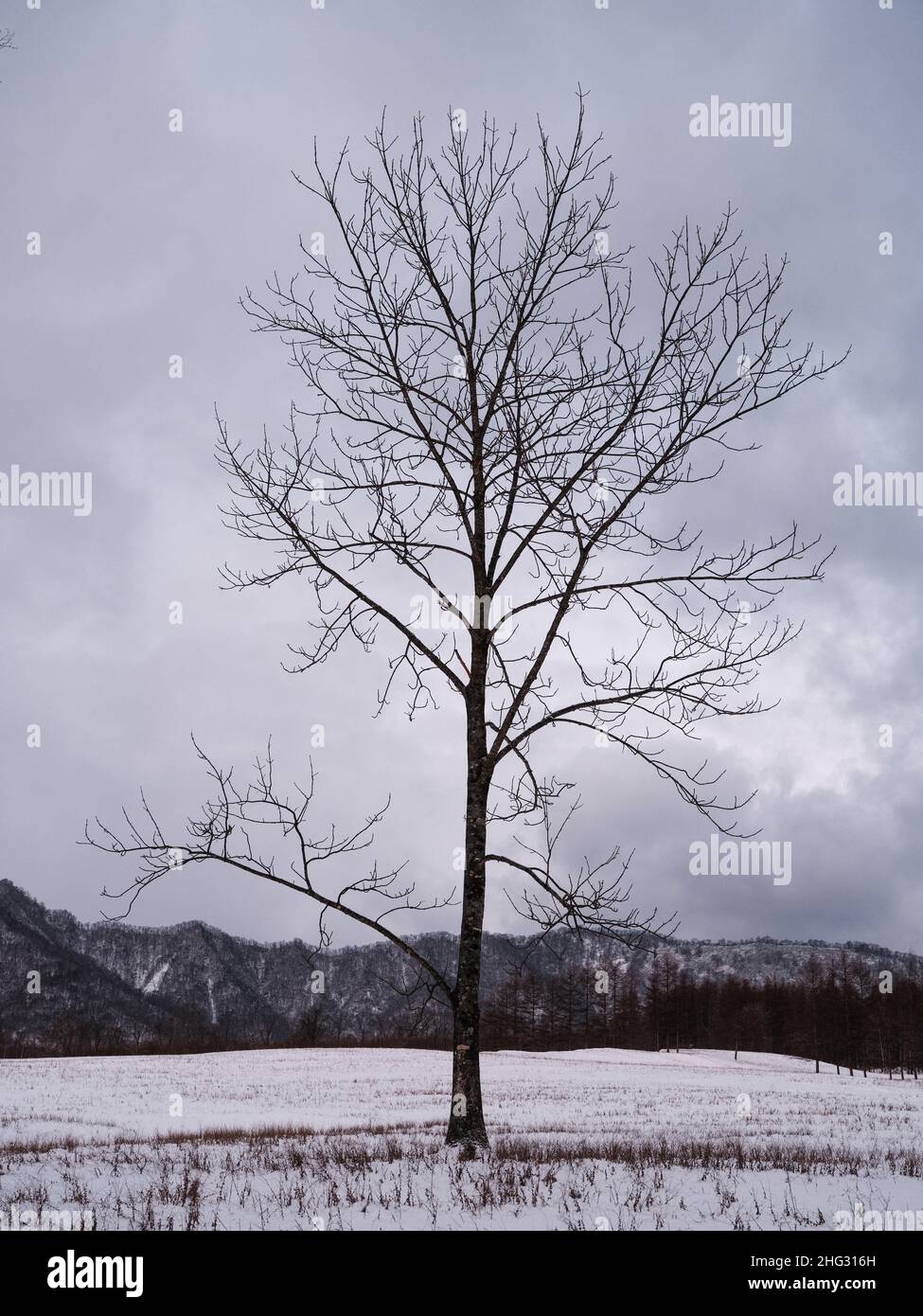 Dead Tree in Winter Stock Photo - Alamy